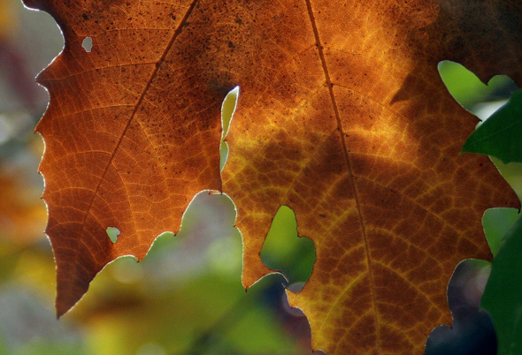 Imágenes de color cafe - Imagui